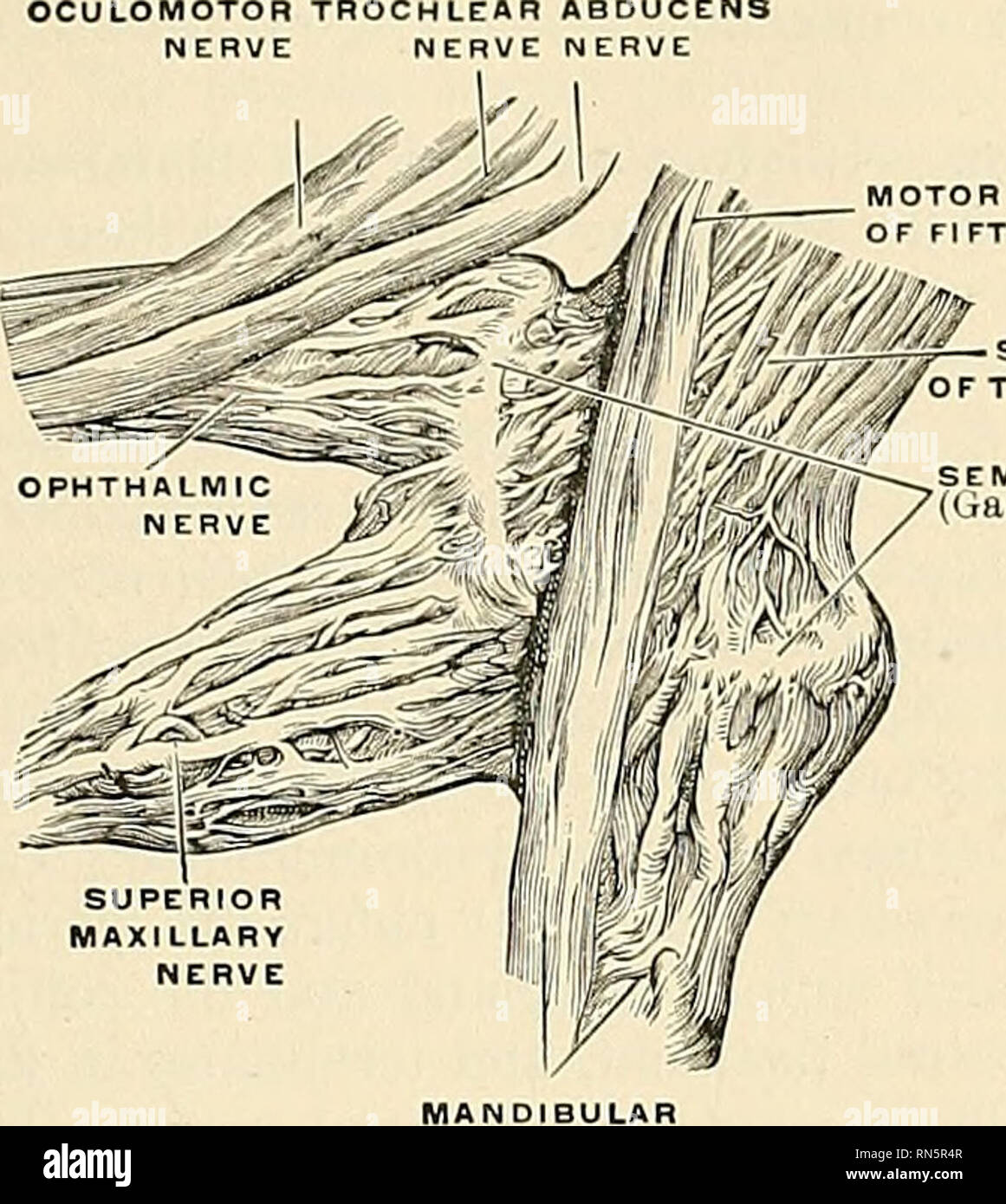 . Anatomy, descriptive and applied. Anatomy. THE FIFTH, TRIGEMINAL, OB ...