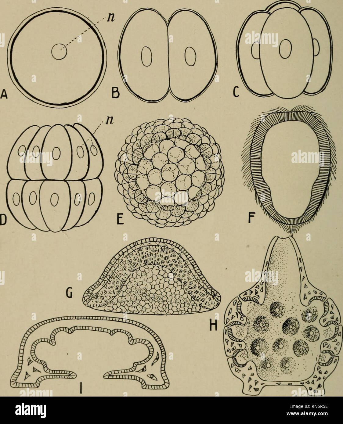 Sea sponge larvae hi-res stock photography and images - Alamy