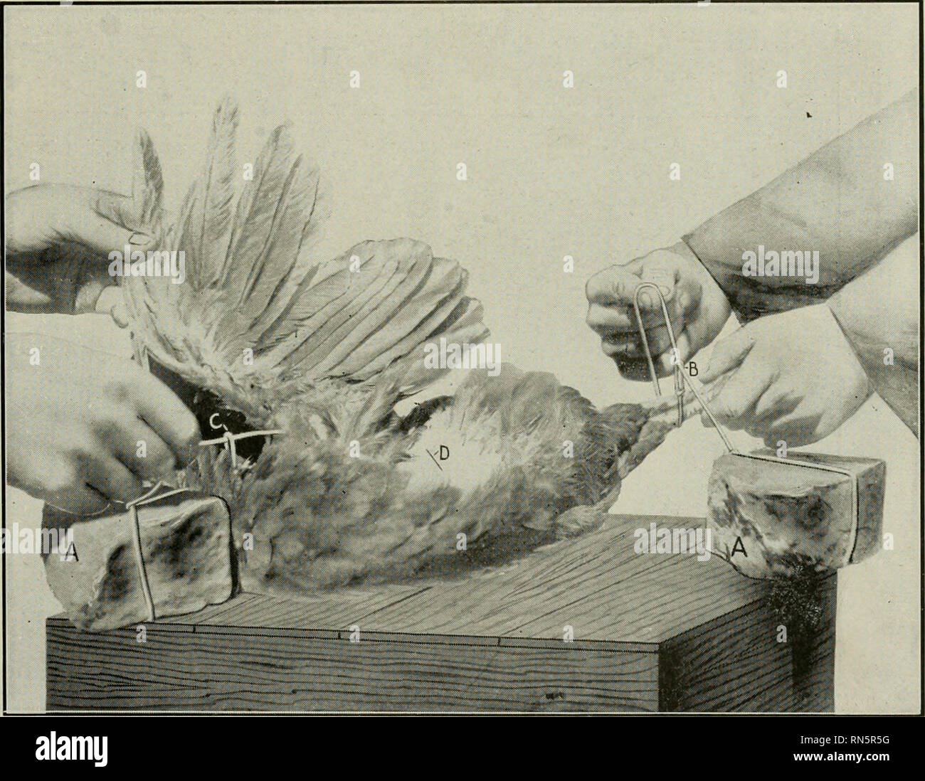 Castrated rooster hi-res stock photography and images - Alamy