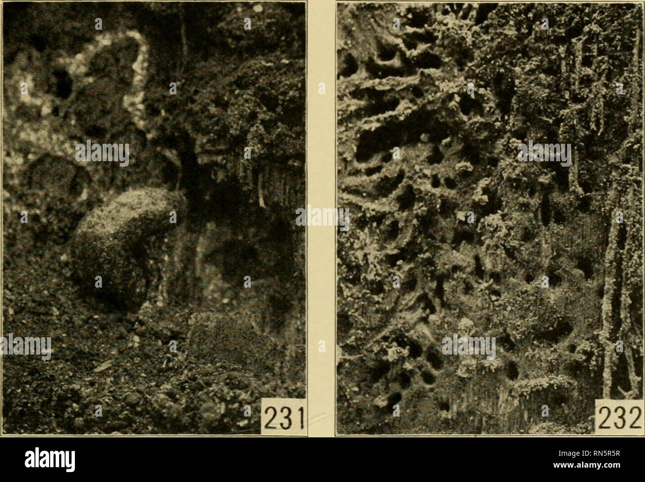 Wasp Beetle Larvae High Resolution Stock Photography and Images - Alamy