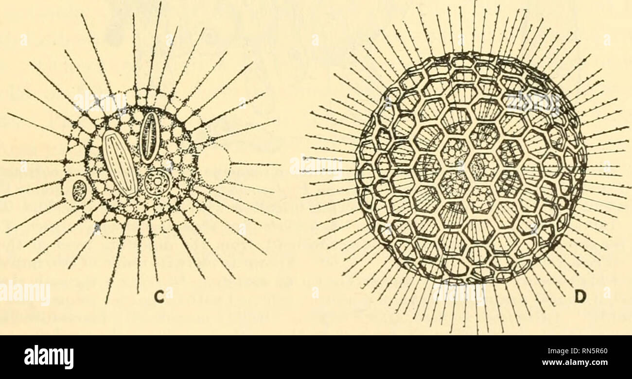 . Animal biology. Zoology; Biology. B. Fig. 28.—Different types of ...