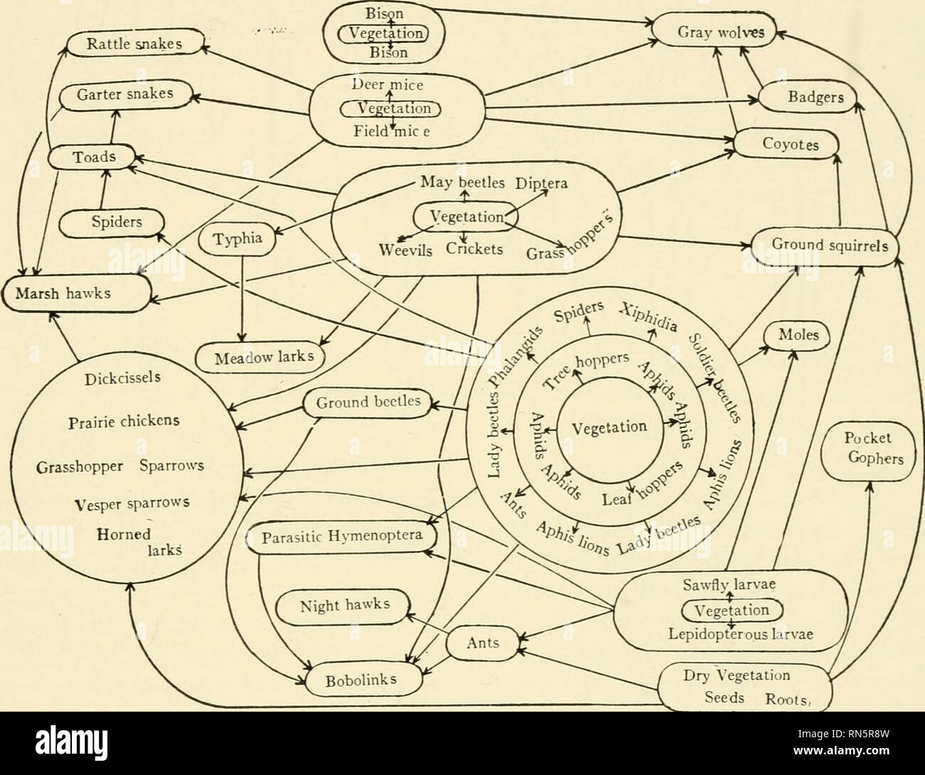 Animal Community Examples