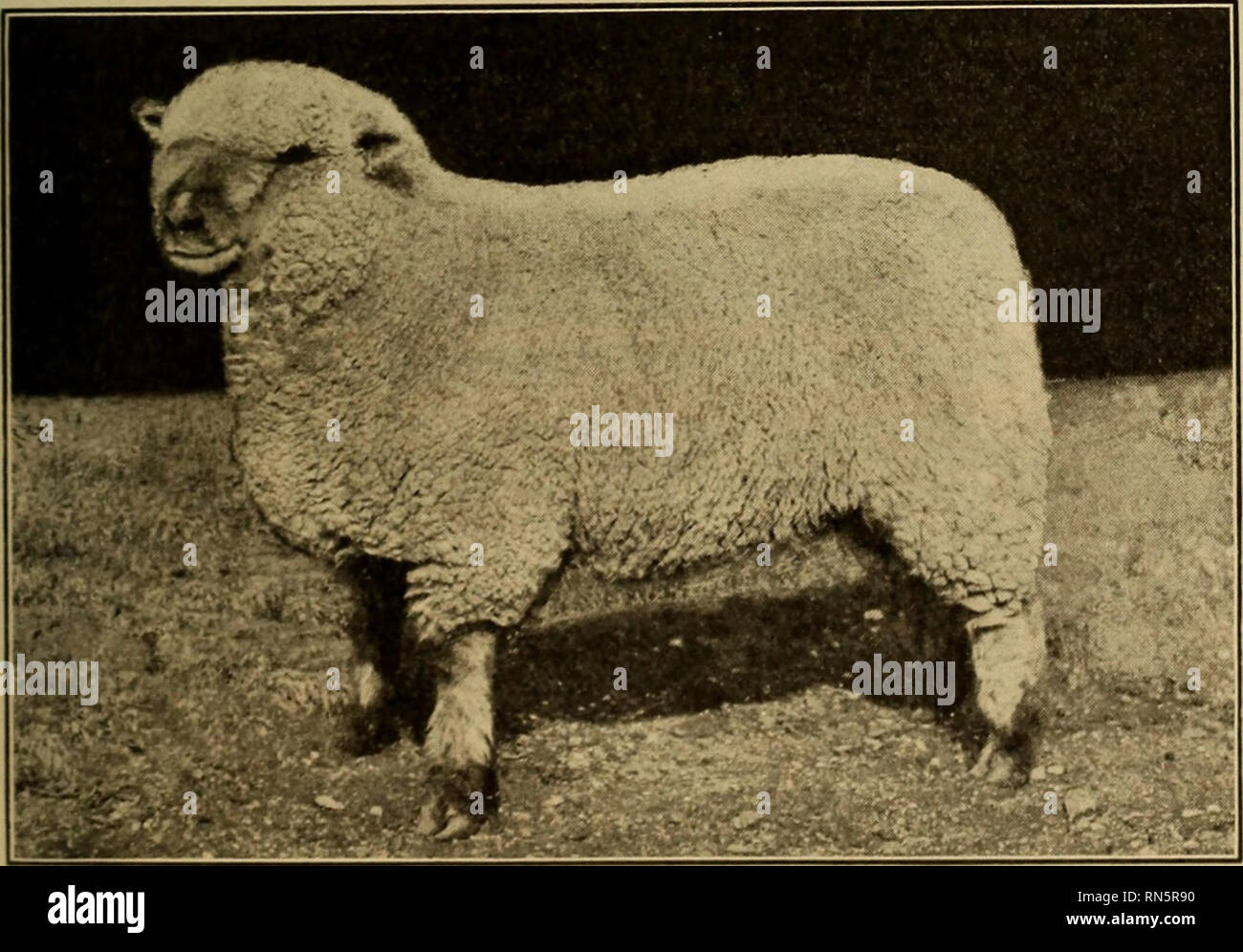 Cambridge Sheep High Resolution Stock Photography and Images - Alamy