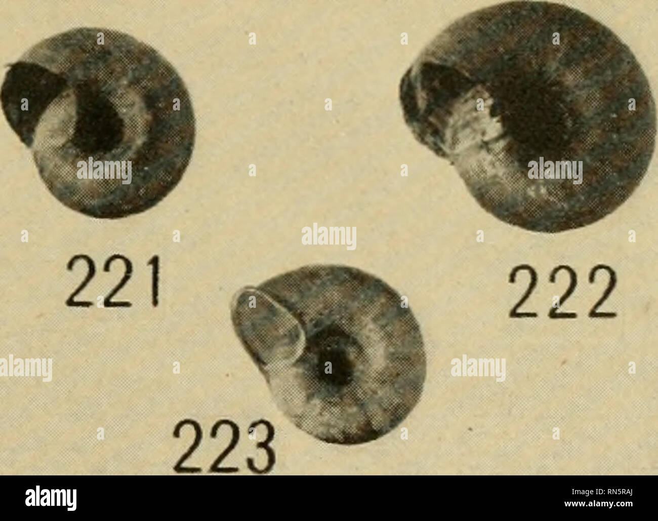 Spirobolus hi-res stock photography and images - Alamy