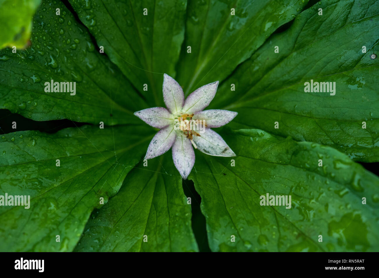 Kinugasa Japonica. Native species in Japan. It has 7 to 9 petals ...