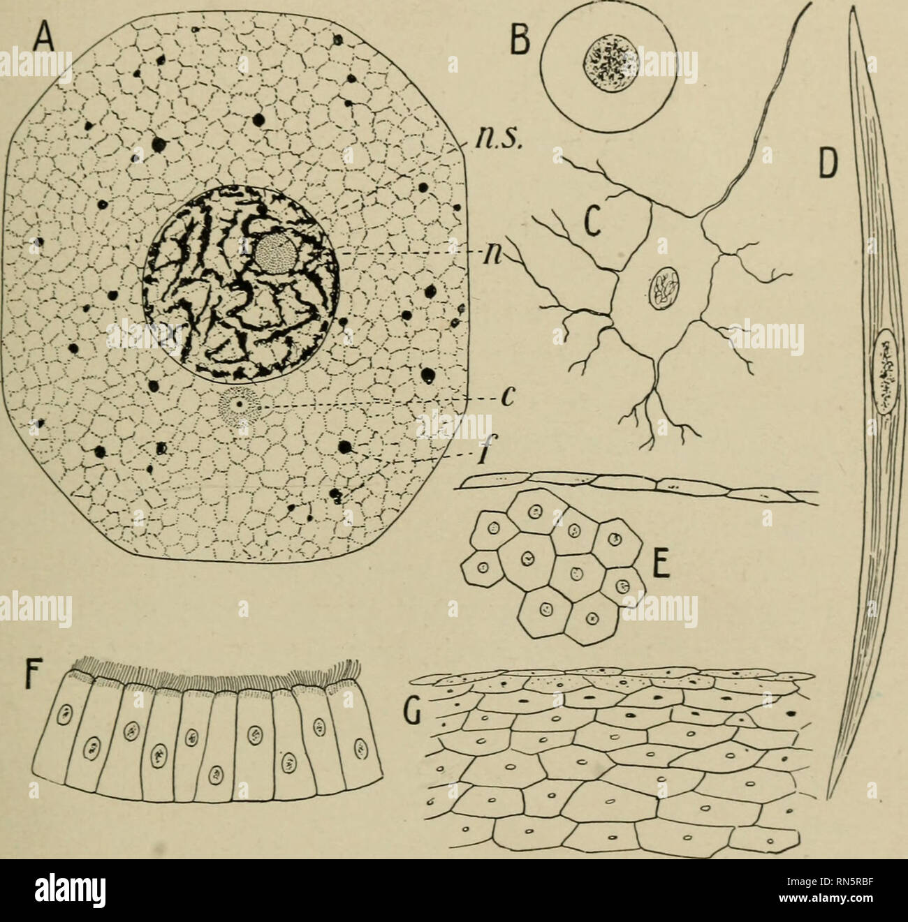 Types of nerve cells hi-res stock photography and images - Alamy