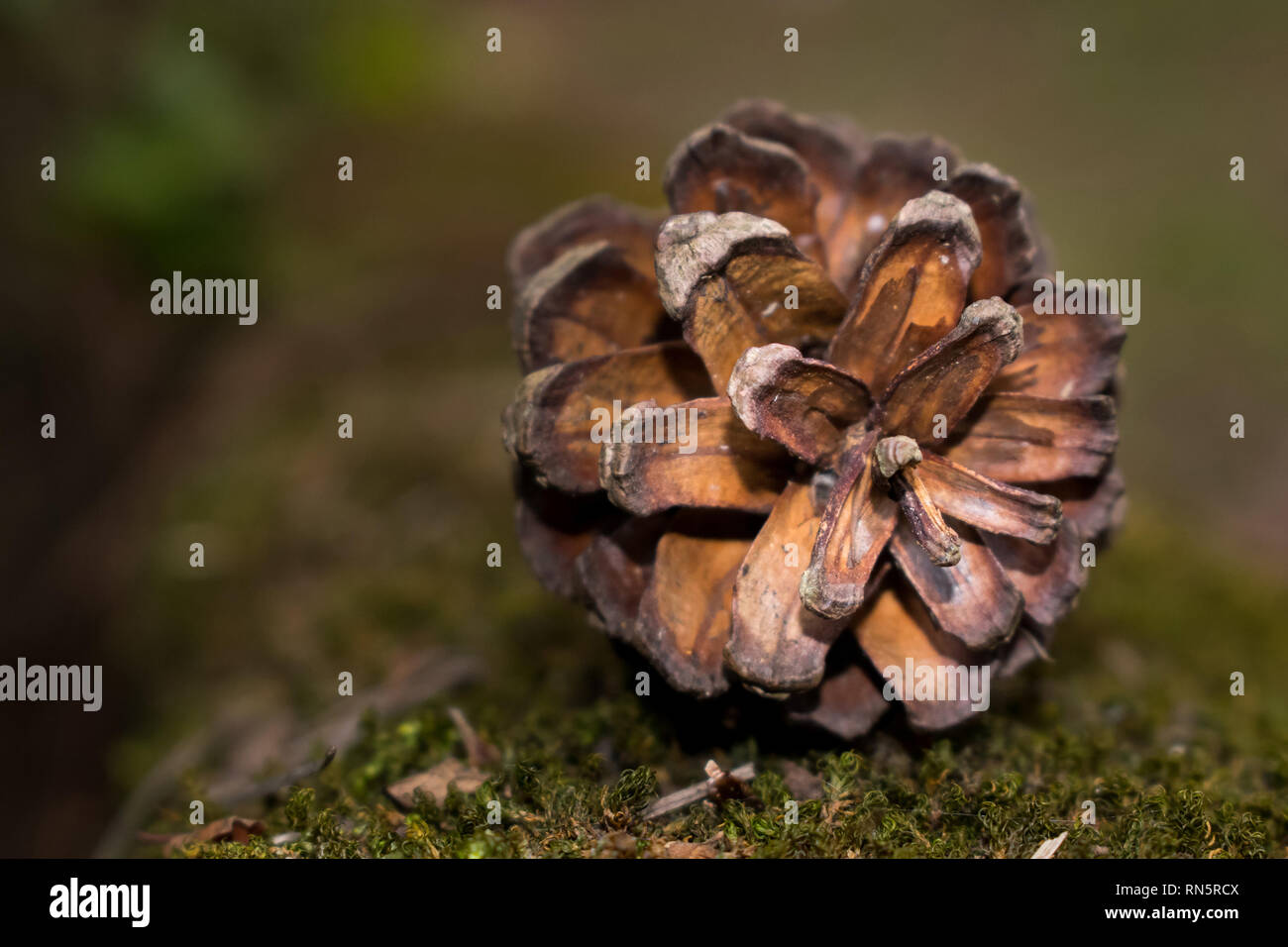 Open pine cone hi-res stock photography and images - Alamy