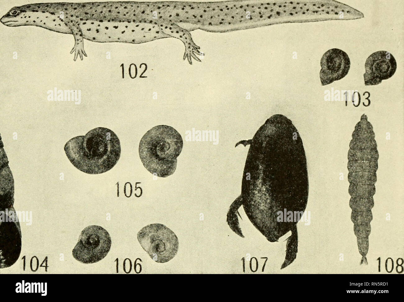 Umbra limi hi-res stock photography and images - Alamy