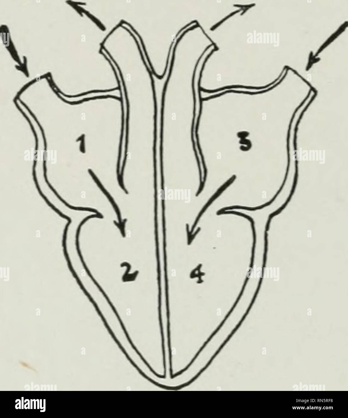Gizzard and bird and diagram hi-res stock photography and images - Alamy