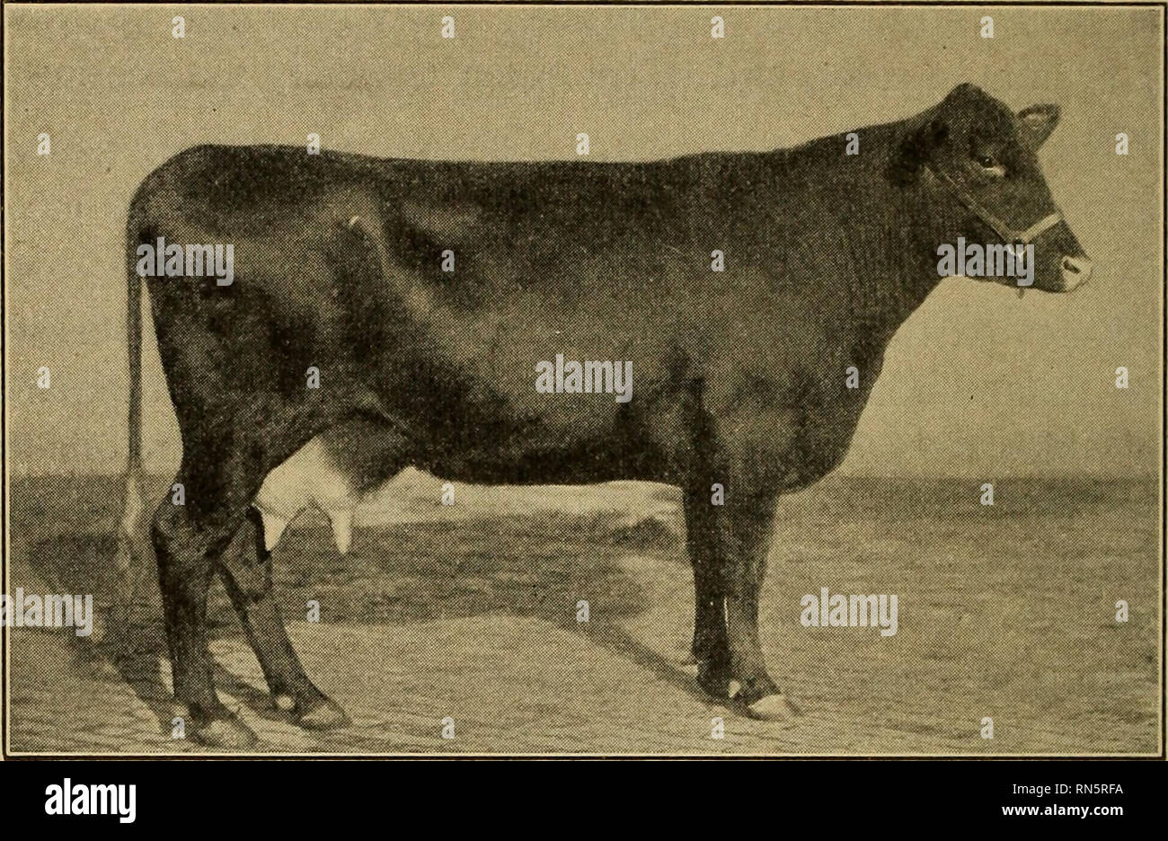 . Animal husbandry. Livestock. 128 BREEDS OF CATTLE. Fig. 43. — Red ...