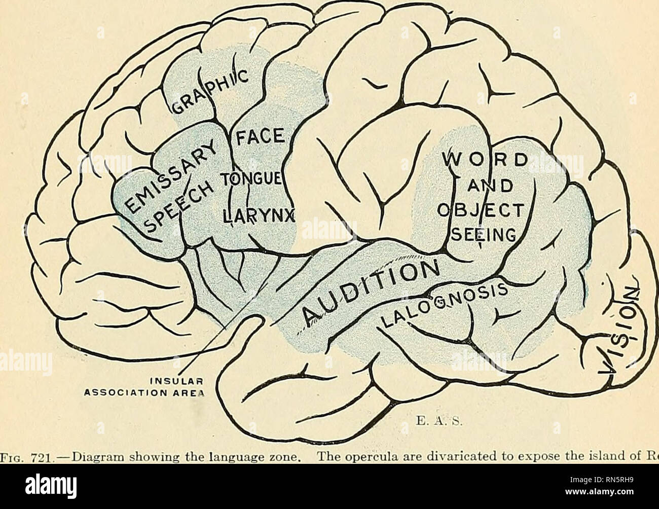 . Anatomy, descriptive and applied. Anatomy. CORTICAL LOCALIZA TION OF ...