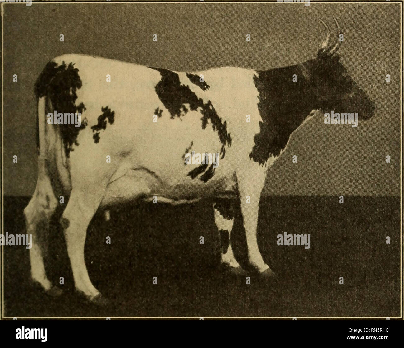 . Animal husbandry. Livestock. AYRSHIRE CATTLE 123 The cows also ...