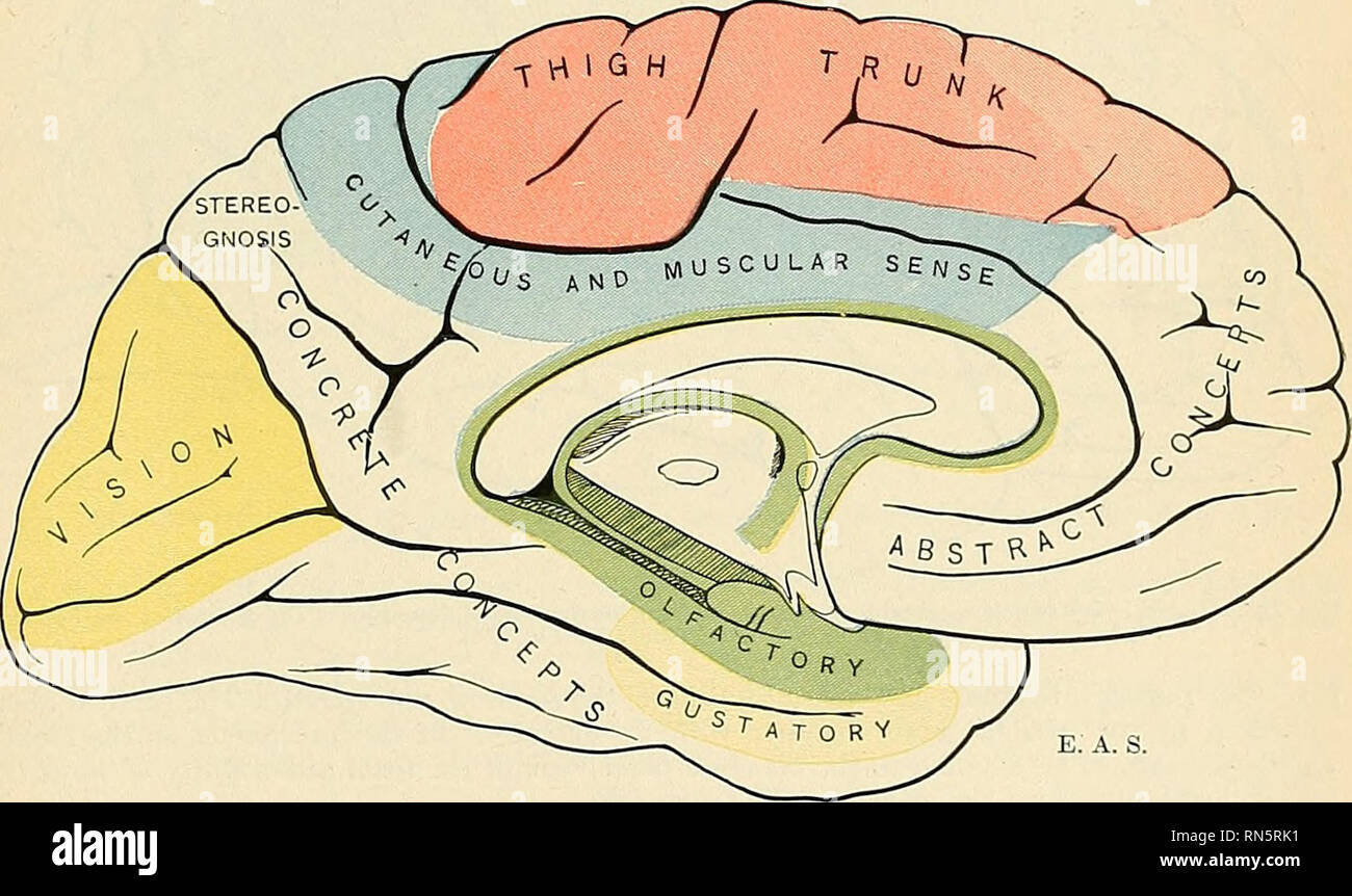 Anterior commissure hi-res stock photography and images - Alamy