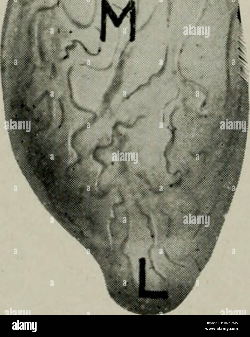Large testicles hi-res stock photography and images - Alamy