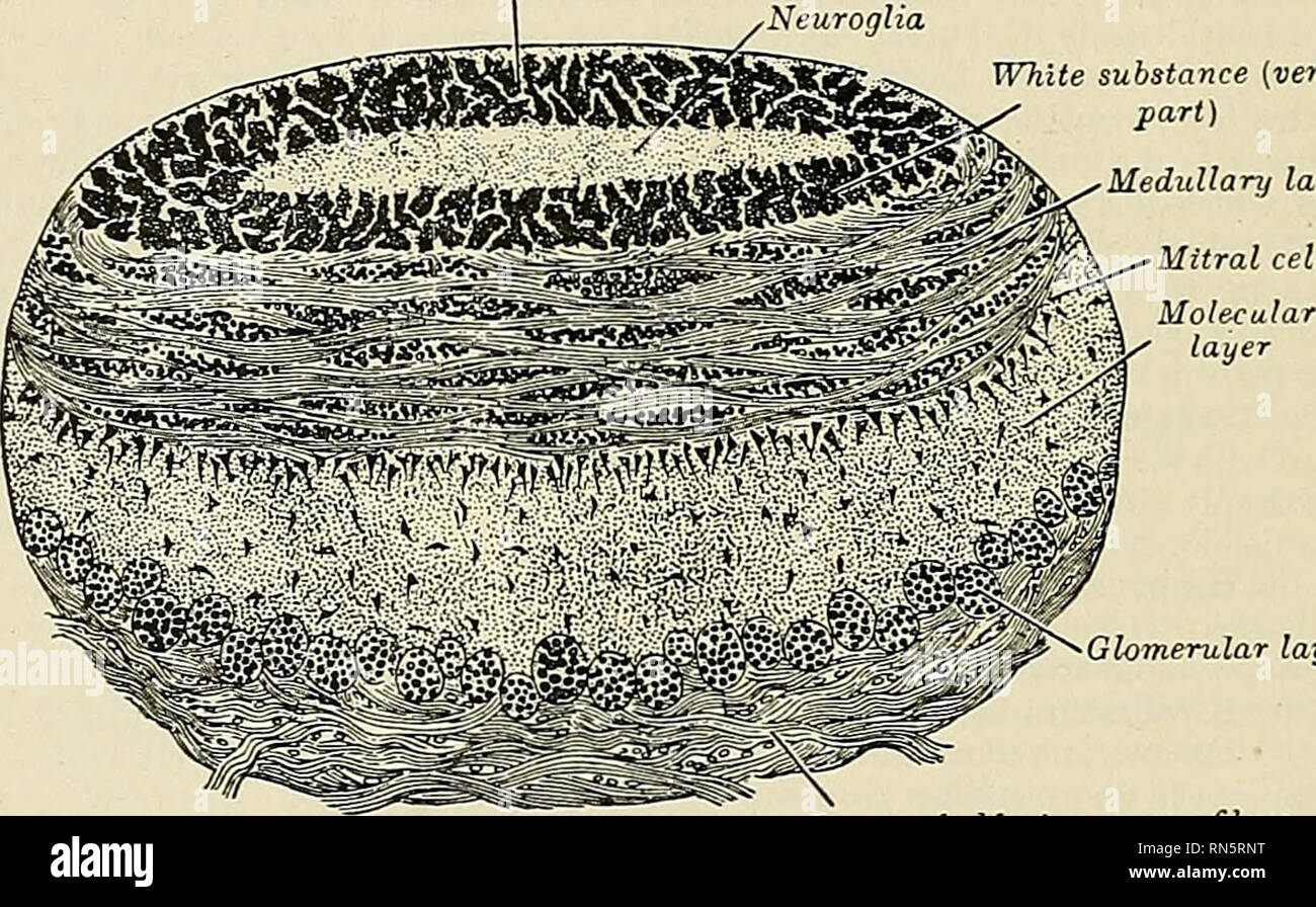 . Anatomy, descriptive and applied. Anatomy. 954 THE NERVE SYSTEM also ...