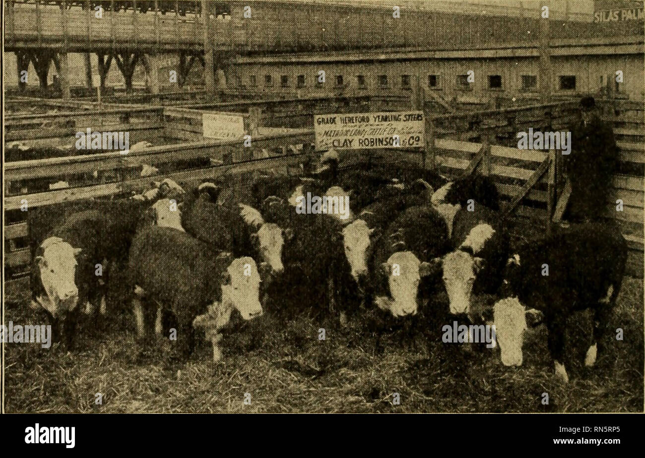 Durham shorthorn cattle hi-res stock photography and images - Alamy