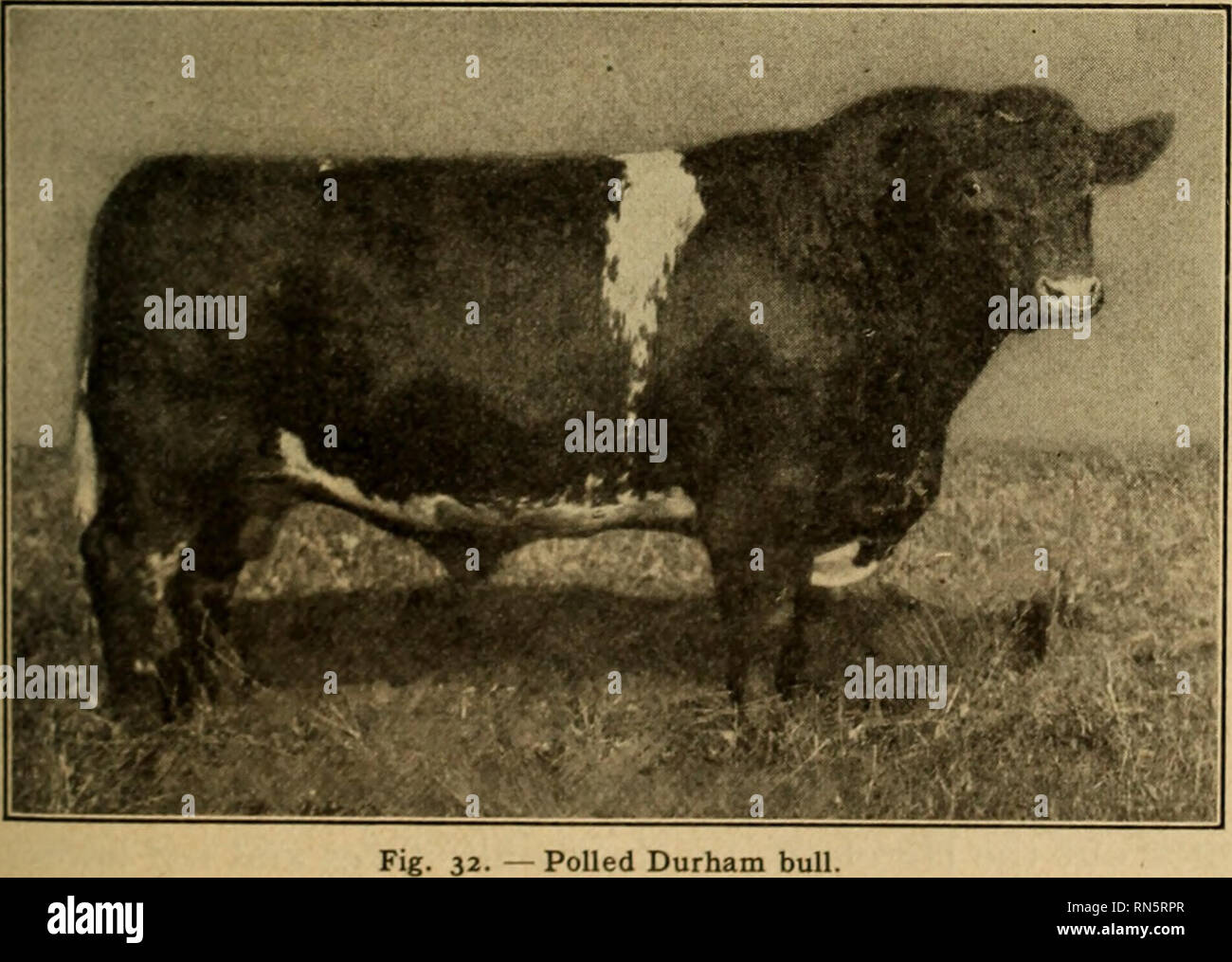 Durham shorthorn cattle hi-res stock photography and images - Alamy