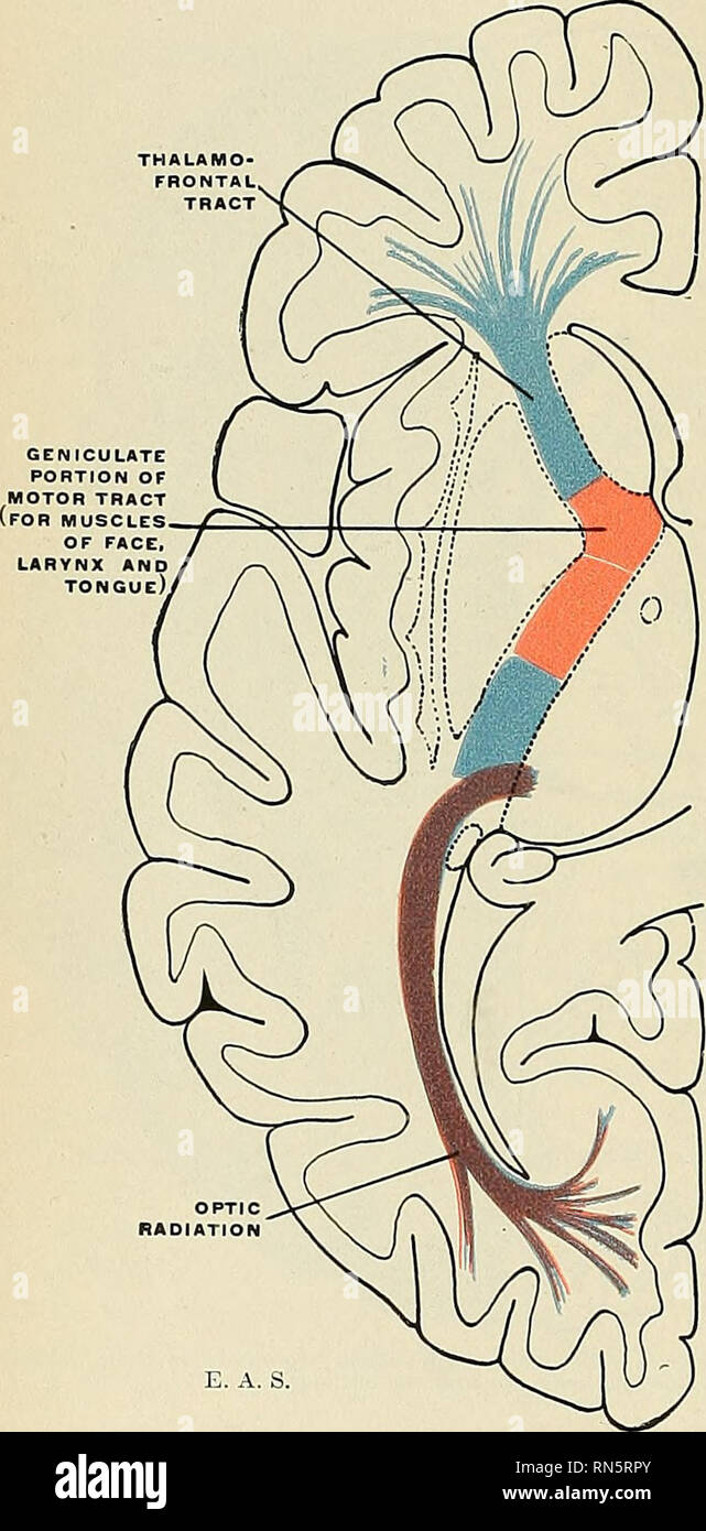 . Anatomy, descriptive and applied. Anatomy. 950 THE NEBVE SYSTEM last ...