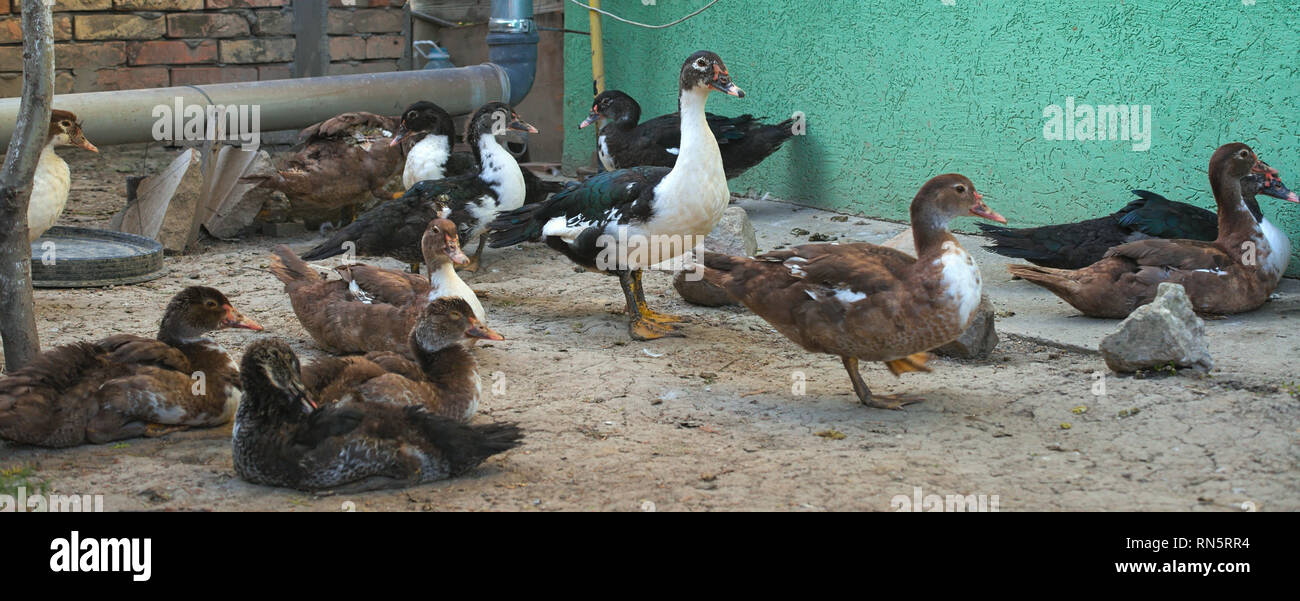 Animals and home having fun hi-res stock photography and images - Alamy