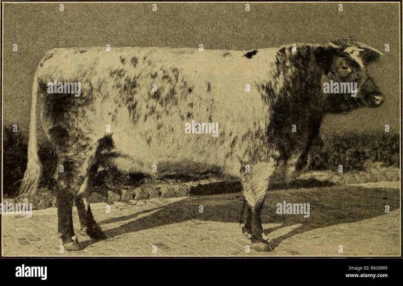 Roan shorthorn hi-res stock photography and images - Alamy