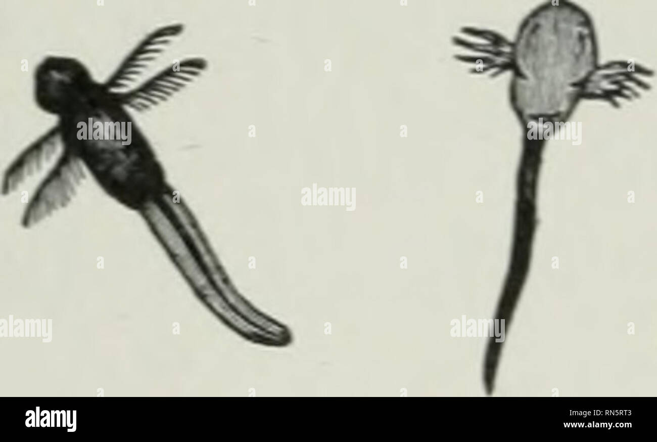 . Animal activities : a first book in zoölogy. Zoology; Animal behavior ...