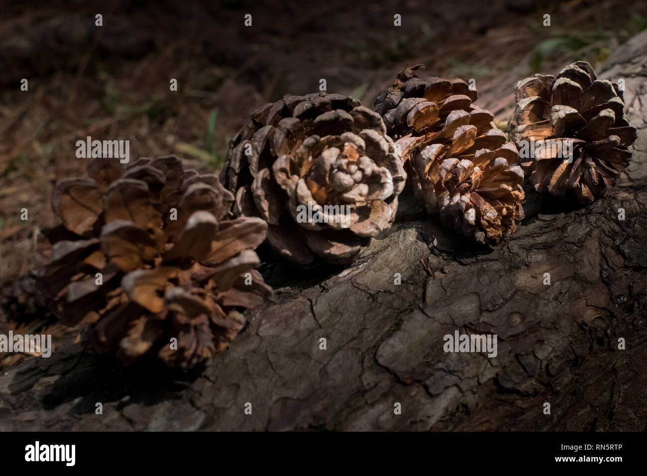 Four pine tree cone lined up together at the roots of a pine tree Stock ...