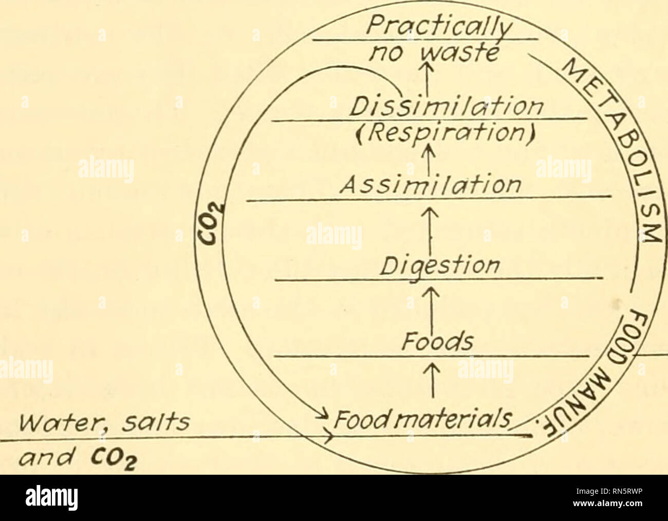 Photosynthesis diagrams photosynthesis plants hi-res stock photography ...