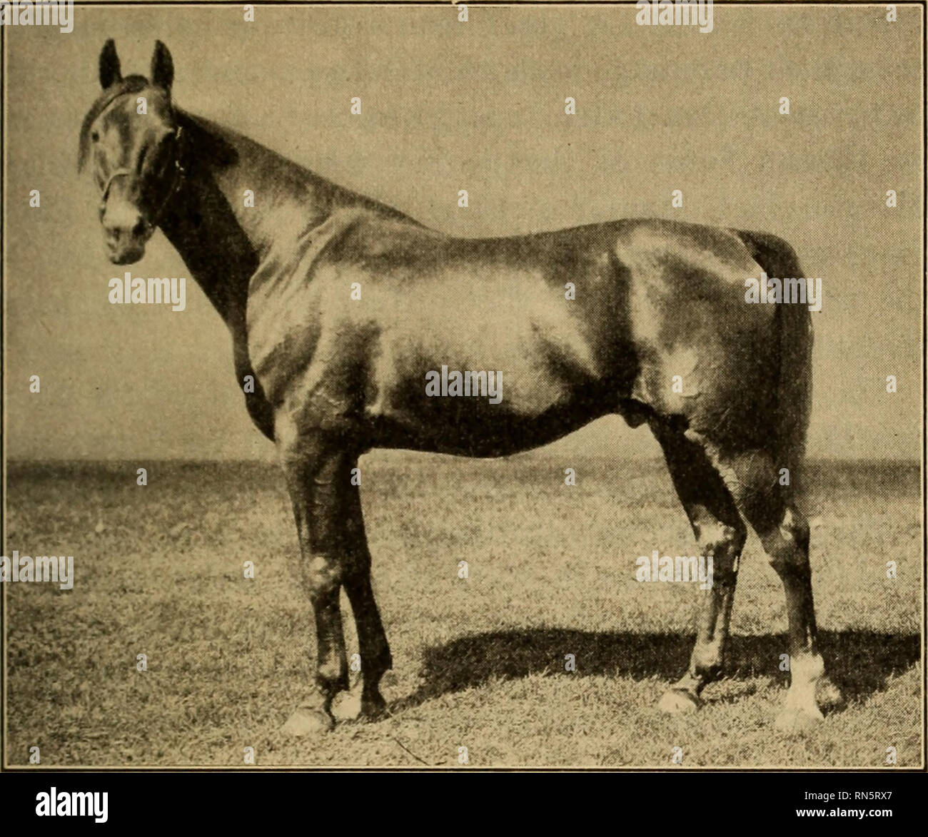 . Animal husbandry. Livestock. TROTTING HORSE 95. Fig. 26. — American ...
