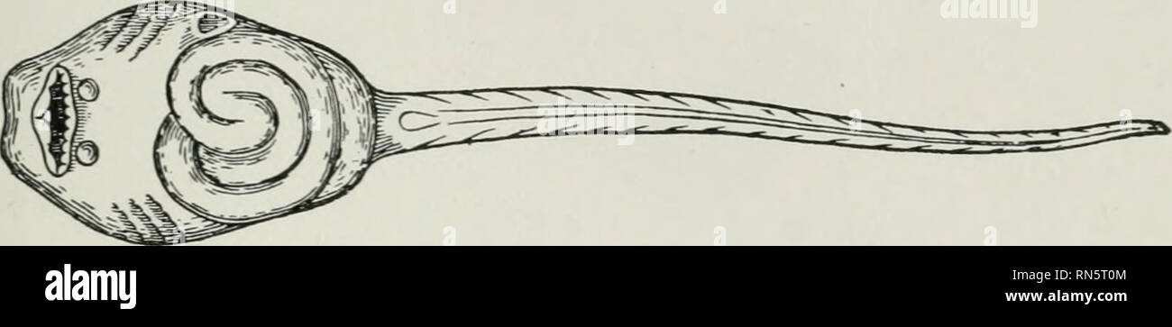 Frog tadpole showing gills hi-res stock photography and images - Alamy