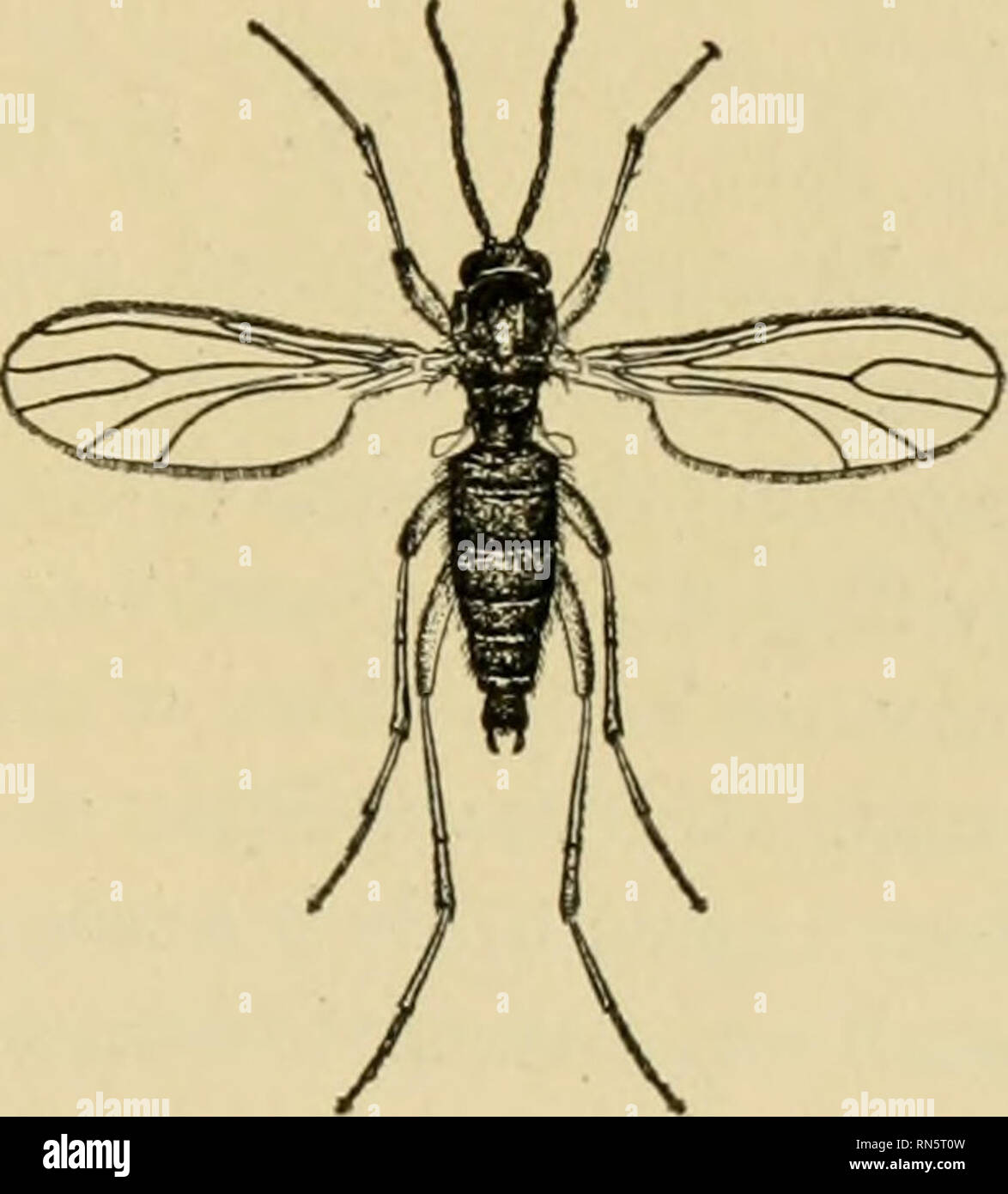 . Animal communities in temperate America, as illustrated in the ...