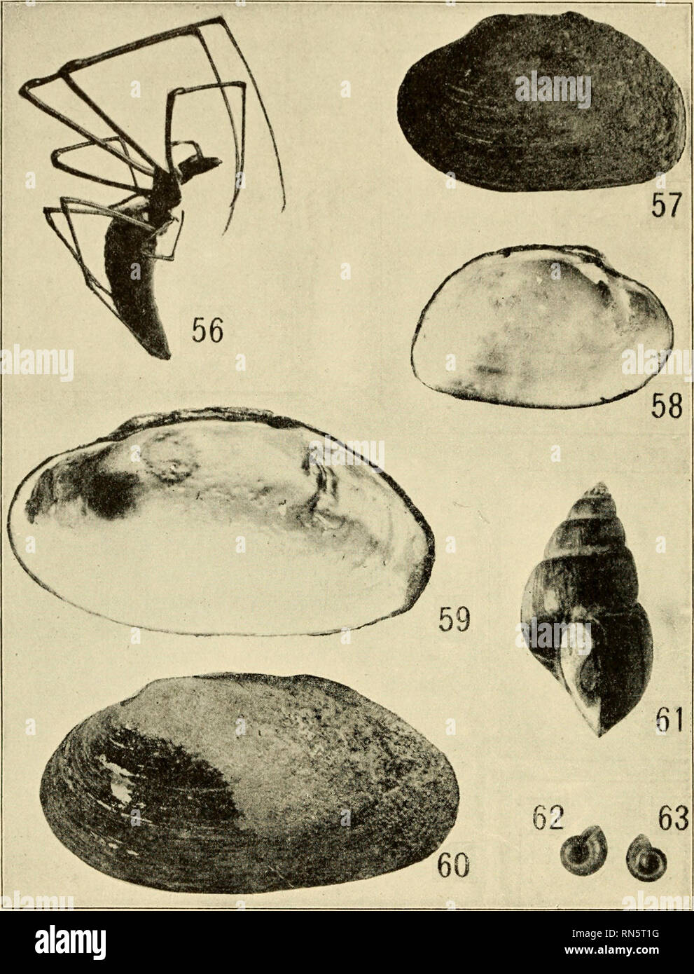 Grallator hi-res stock photography and images - Alamy
