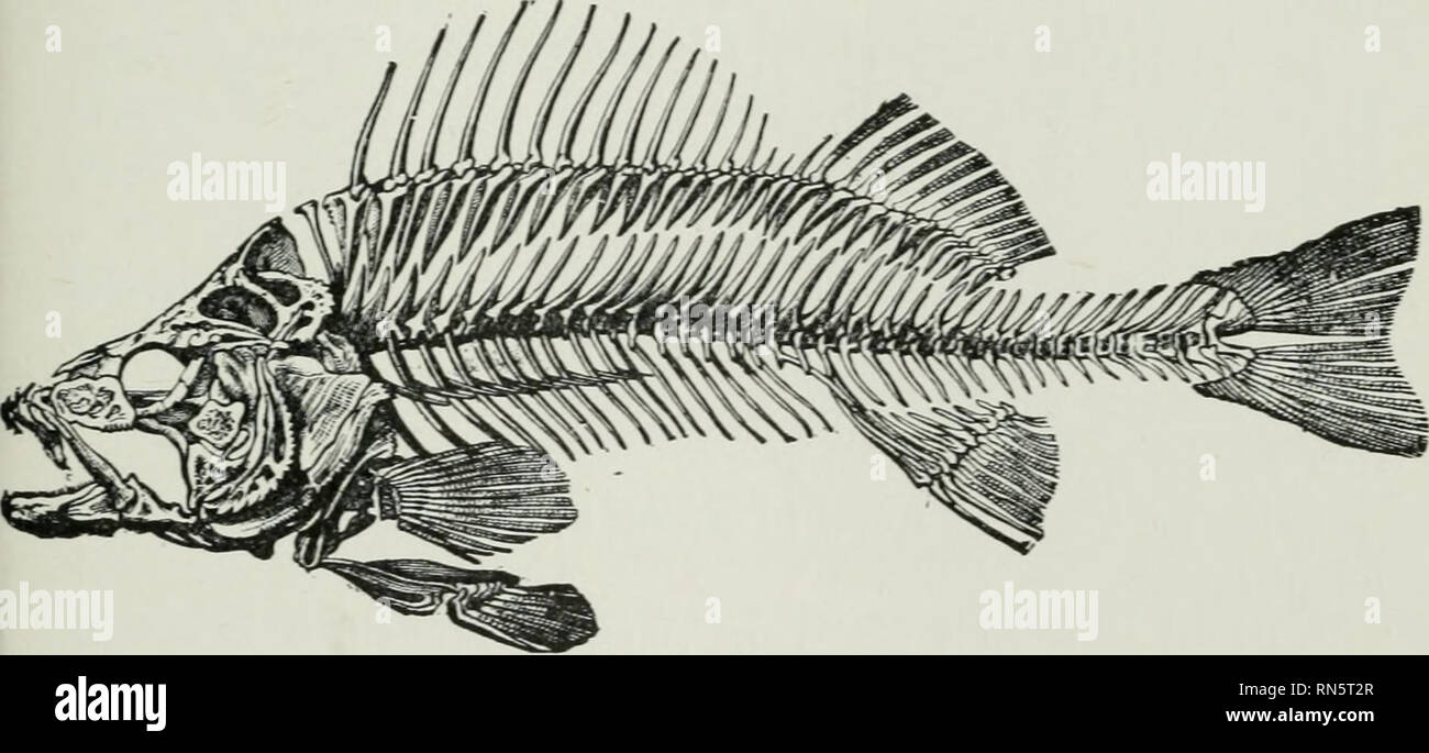 . Animal activities : a first book in zoölogy. Zoology; Animal behavior ...