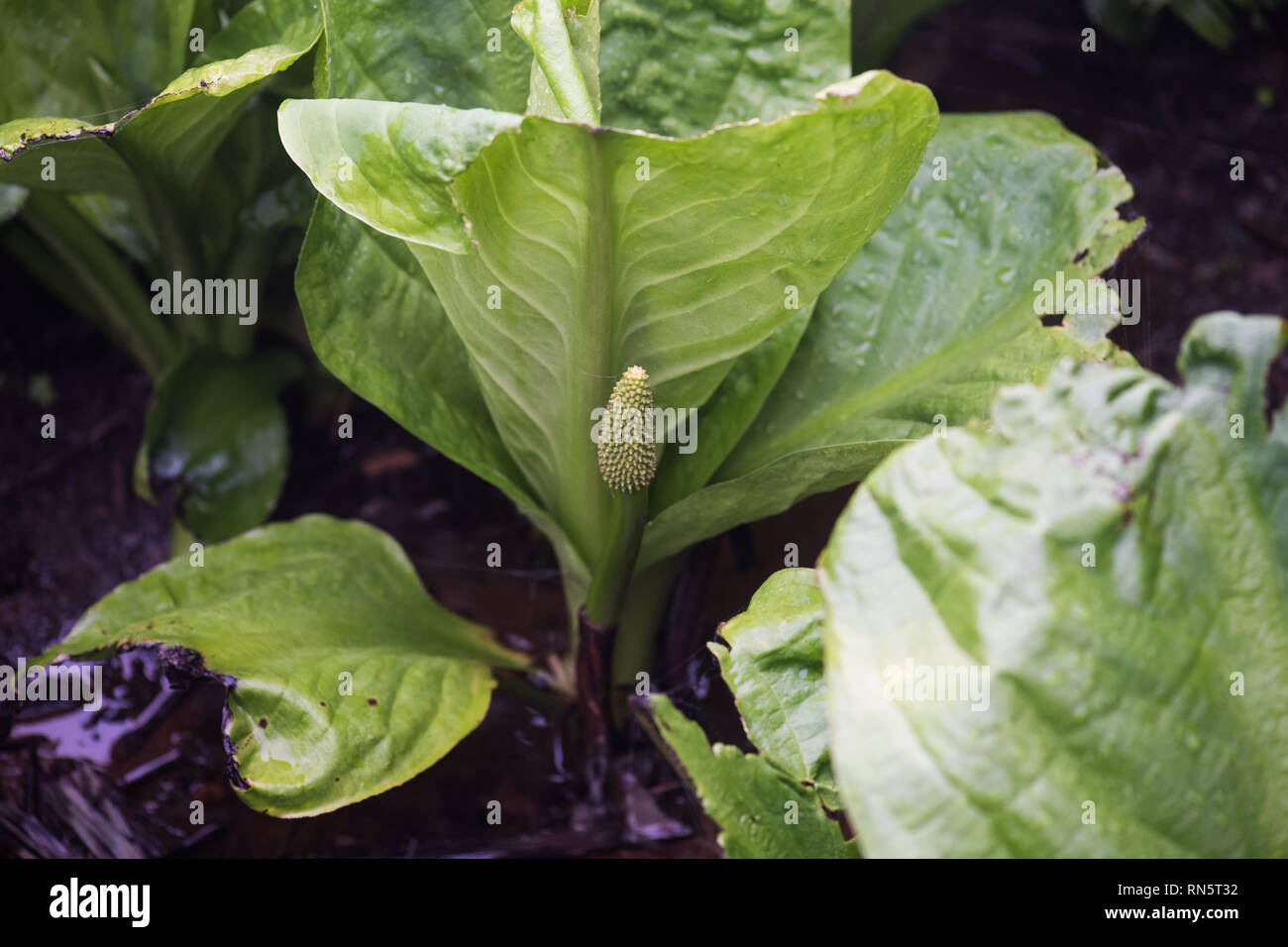 Asian skunk-cabbage (Lysichiton camtschatcensis) flowering in swamps ...