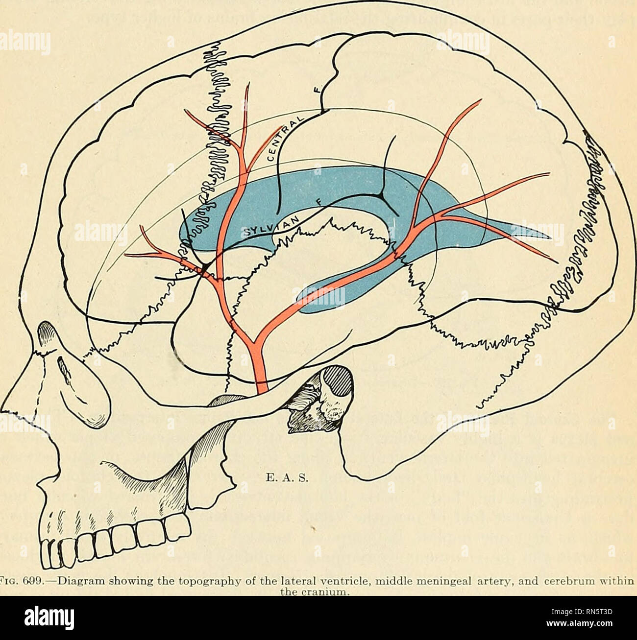 Choroid plexus hi-res stock photography and images - Alamy