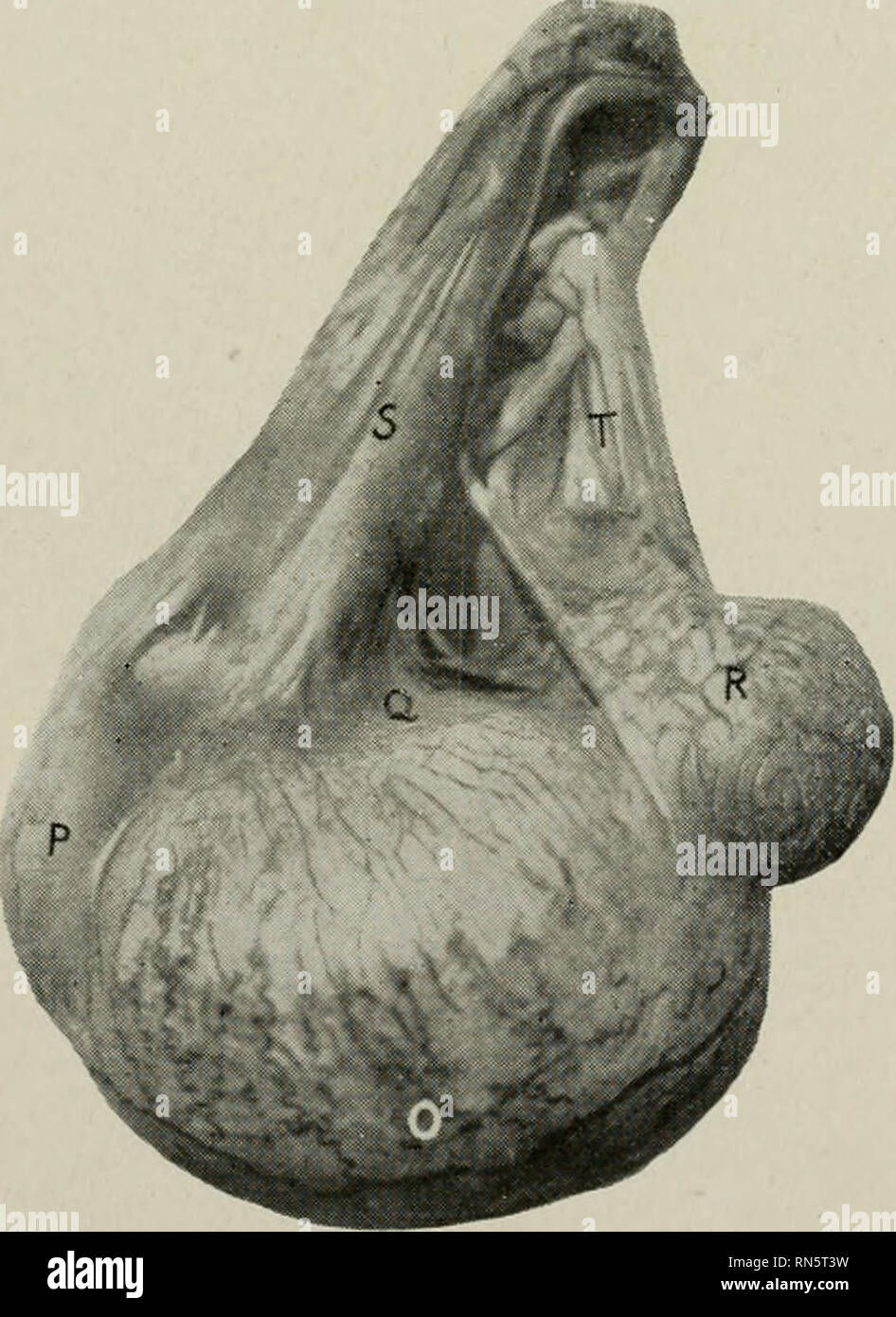 Large testicles hi-res stock photography and images - Alamy