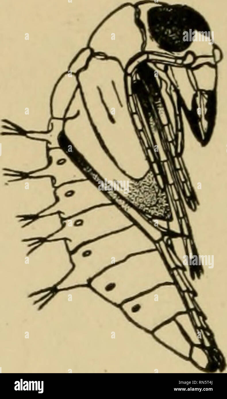 Tiger beetle egg hi-res stock photography and images - Alamy