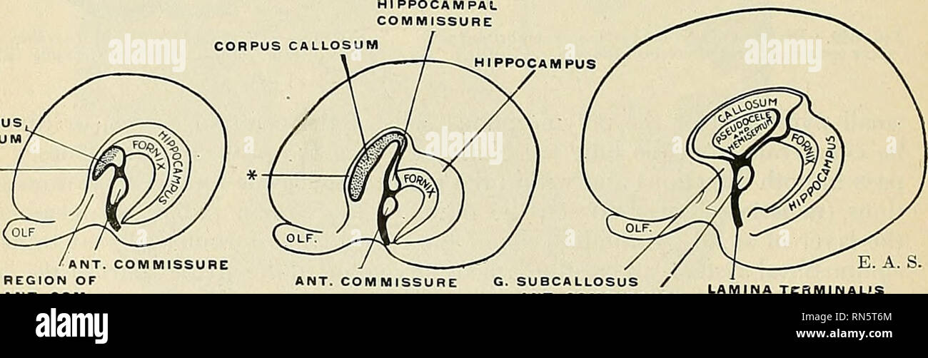 Rhinencephalon hi-res stock photography and images - Alamy