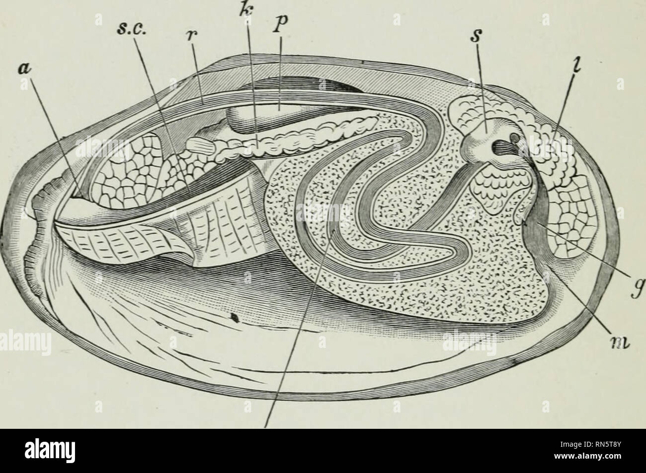 Clam in mouth hi-res stock photography and images - Alamy