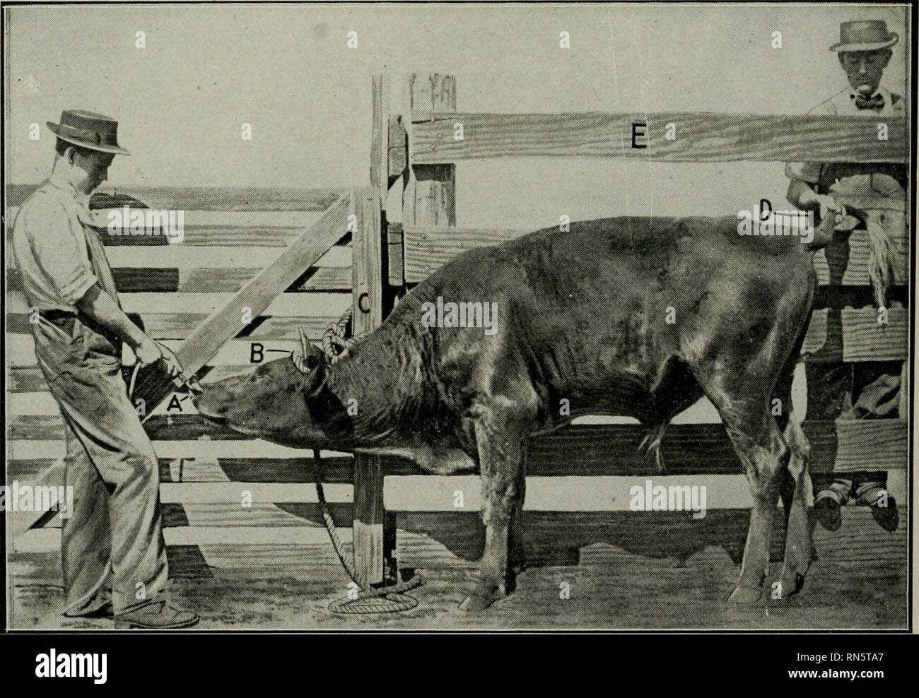 . Animal castration; a book for the use of students and practitioners ...