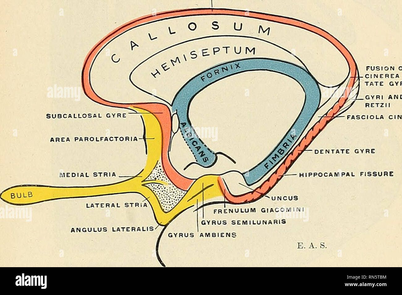 . Anatomy, descriptive and applied. Anatomy. THE CEREBRAL HEMISPHERES ...