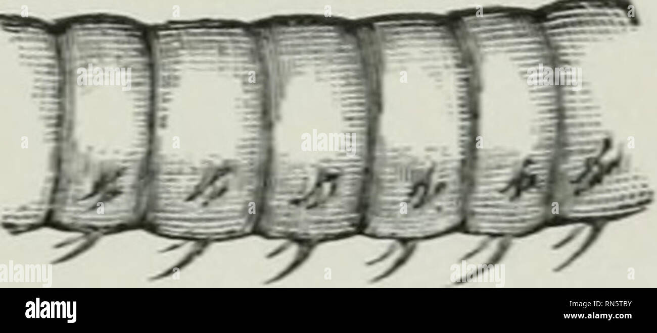 . Animal activities : a first book in zoölogy. Zoology; Animal behavior ...