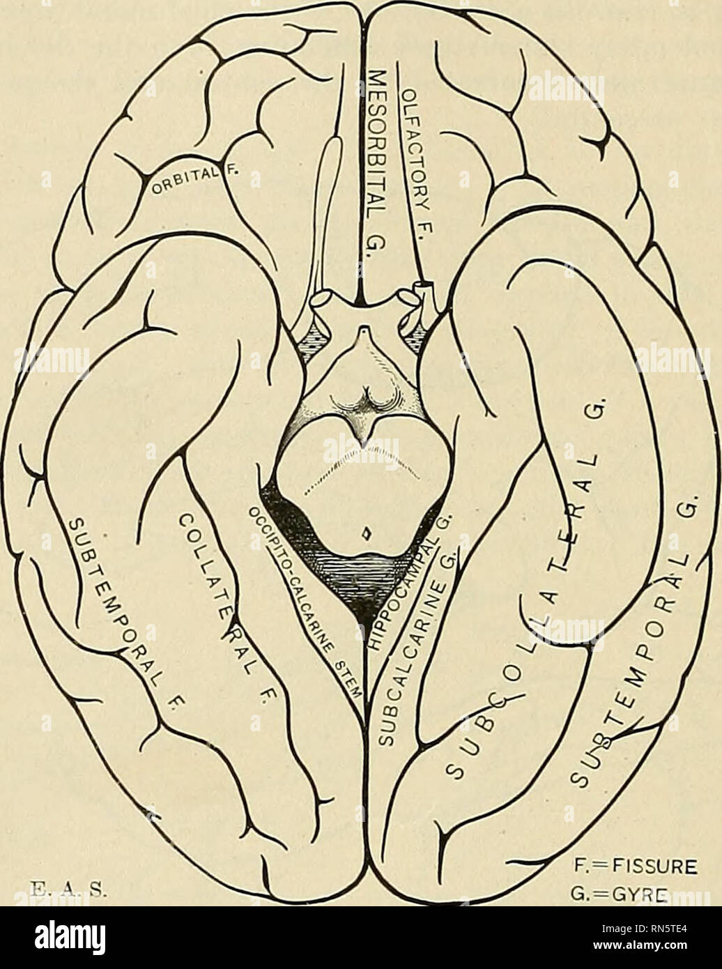 Gyrus rectus hi-res stock photography and images - Alamy
