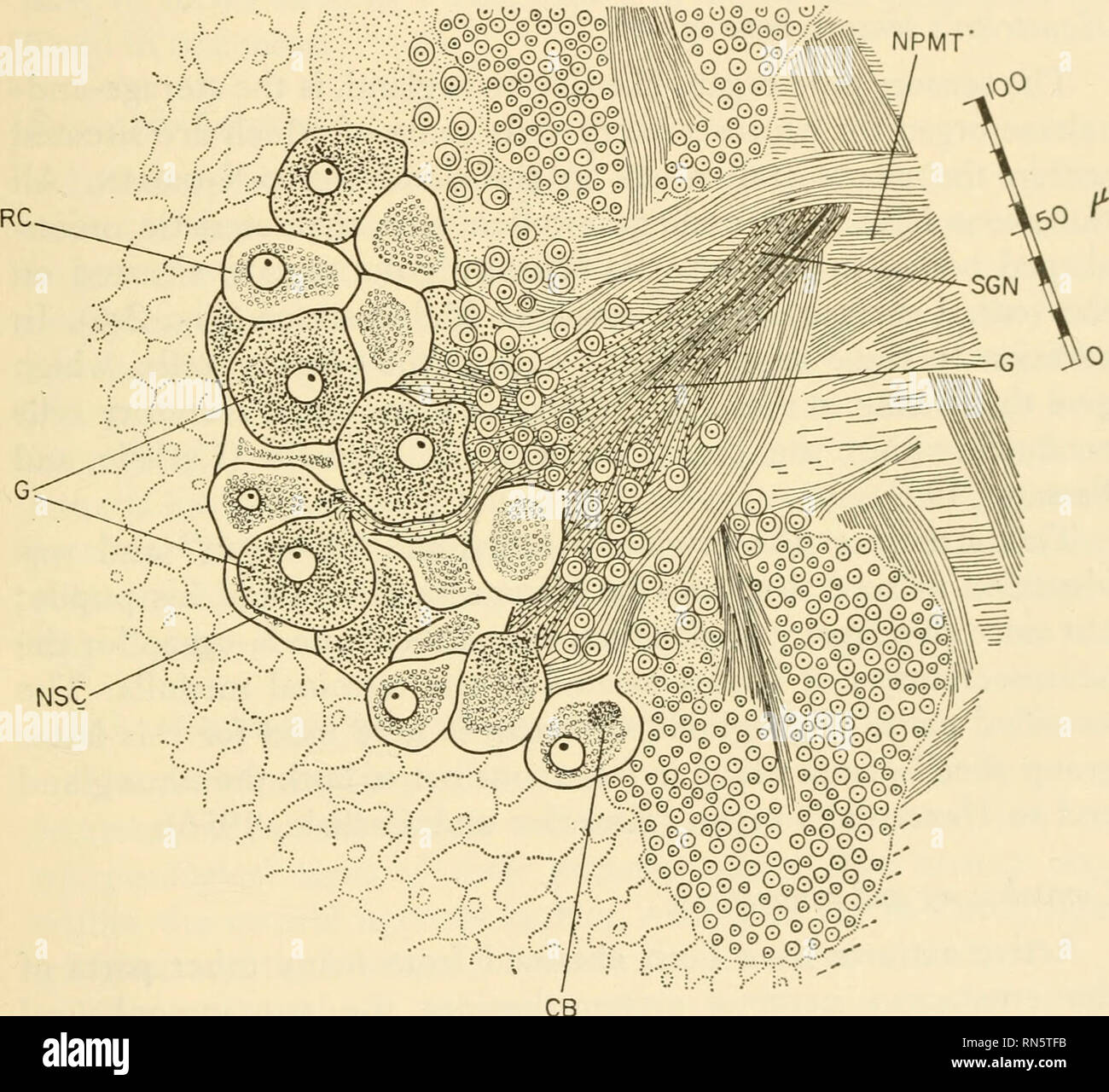 . Animal hormones; a comparative survey. Hormones. § 2.112 SECRETORY ...