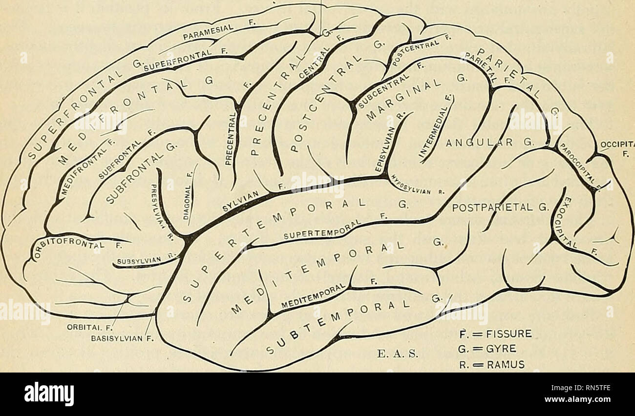 . Anatomy, descriptive and applied. Anatomy. 920 THE NERVE SYSTEM which ...