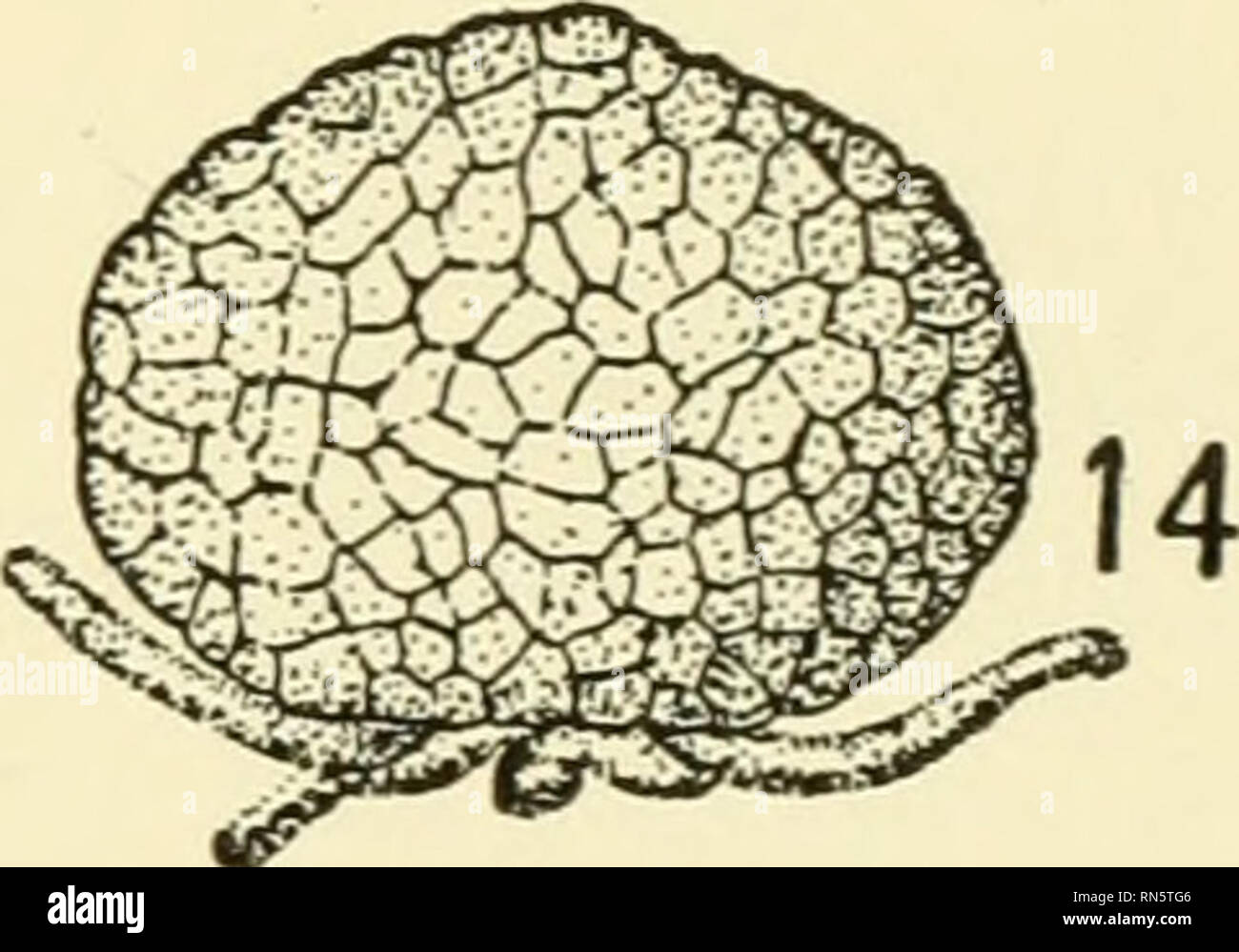 Peridinium hi-res stock photography and images - Alamy