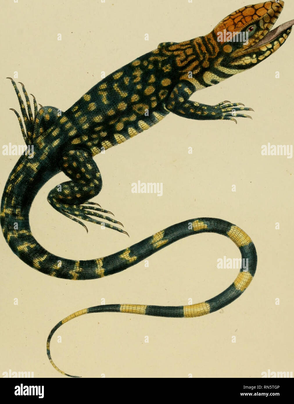 1826 animalia hi-res stock photography and images - Alamy