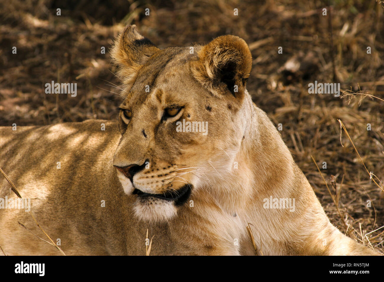 lion in the forest Stock Photo - Alamy