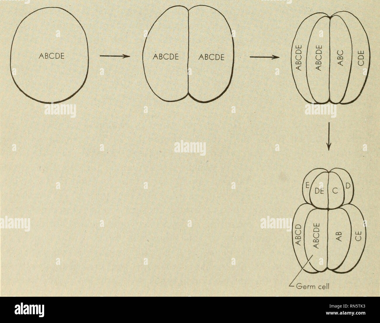 . Animal growth and development. Embryology; Growth; Biology; Growth ...