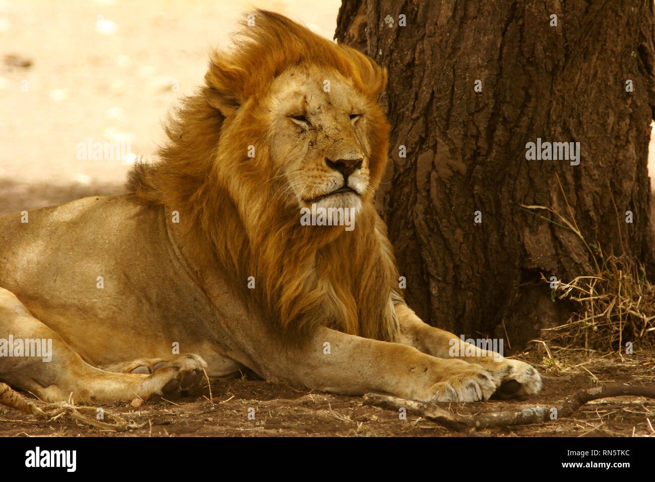 Male lion in the wind hi-res stock photography and images - Alamy