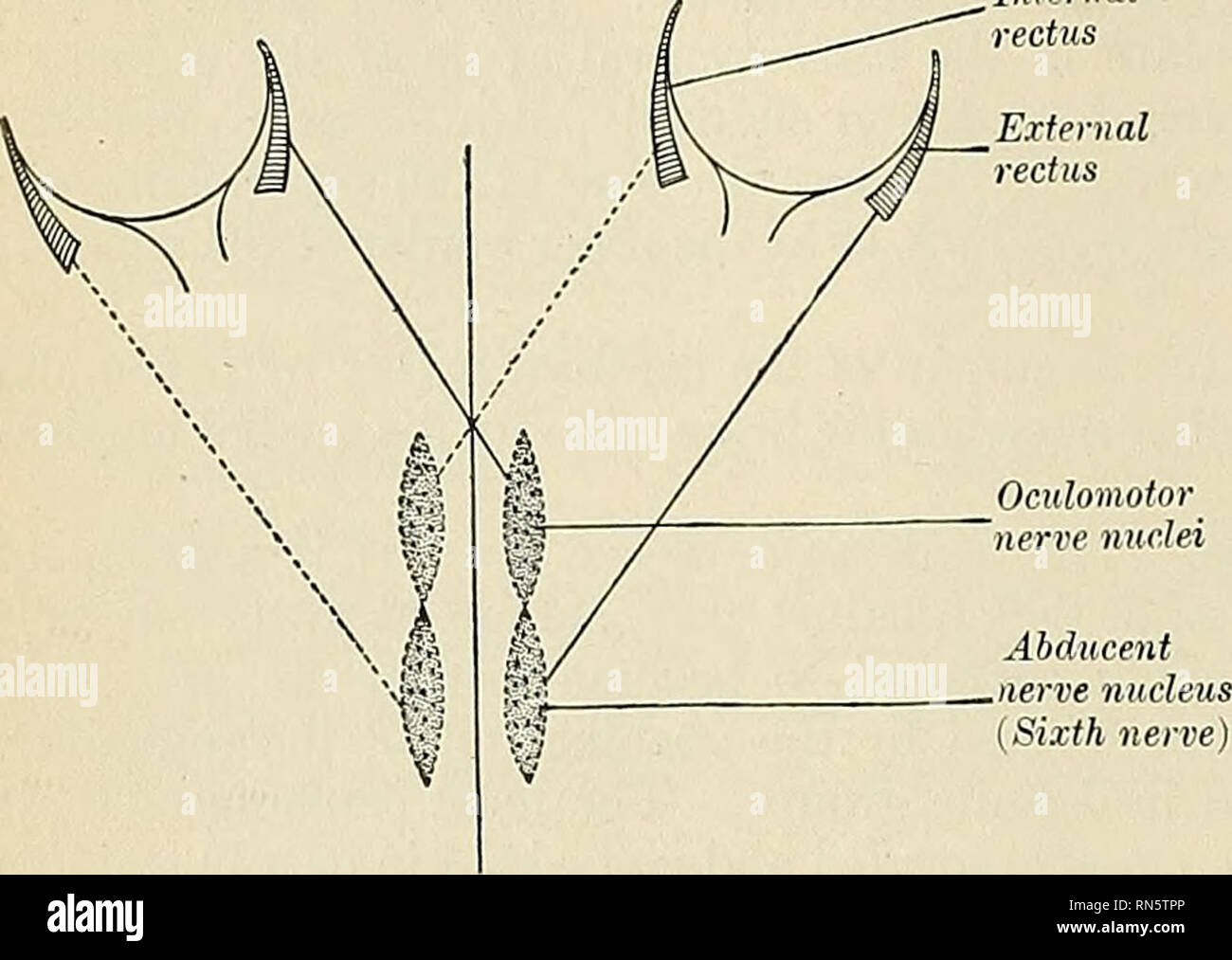 . Anatomy, descriptive and applied. Anatomy. 902 THE NERVE SYSTEM ...